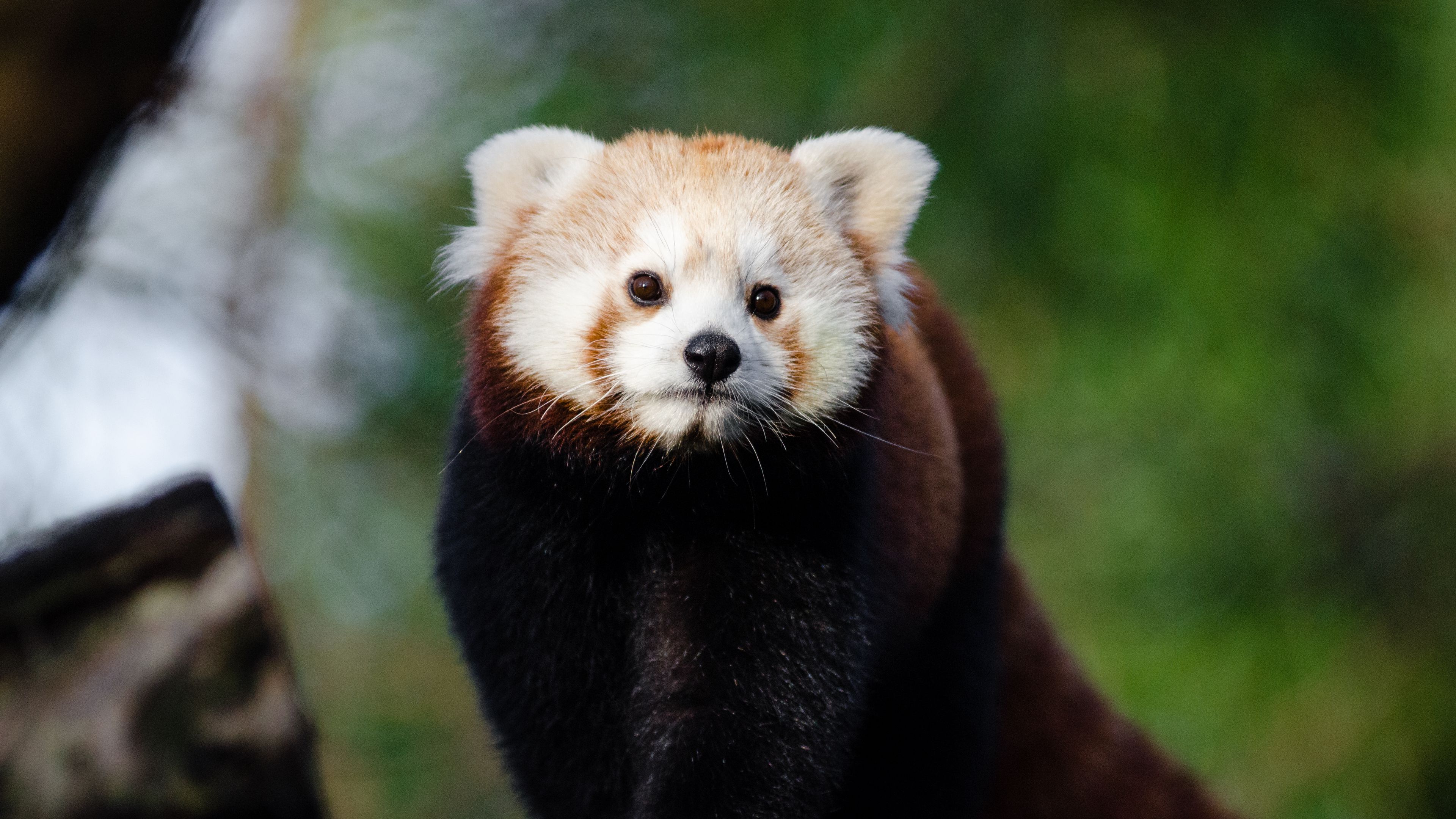 Lesser panda red panda fire cat 4k wallpaper | 4kw