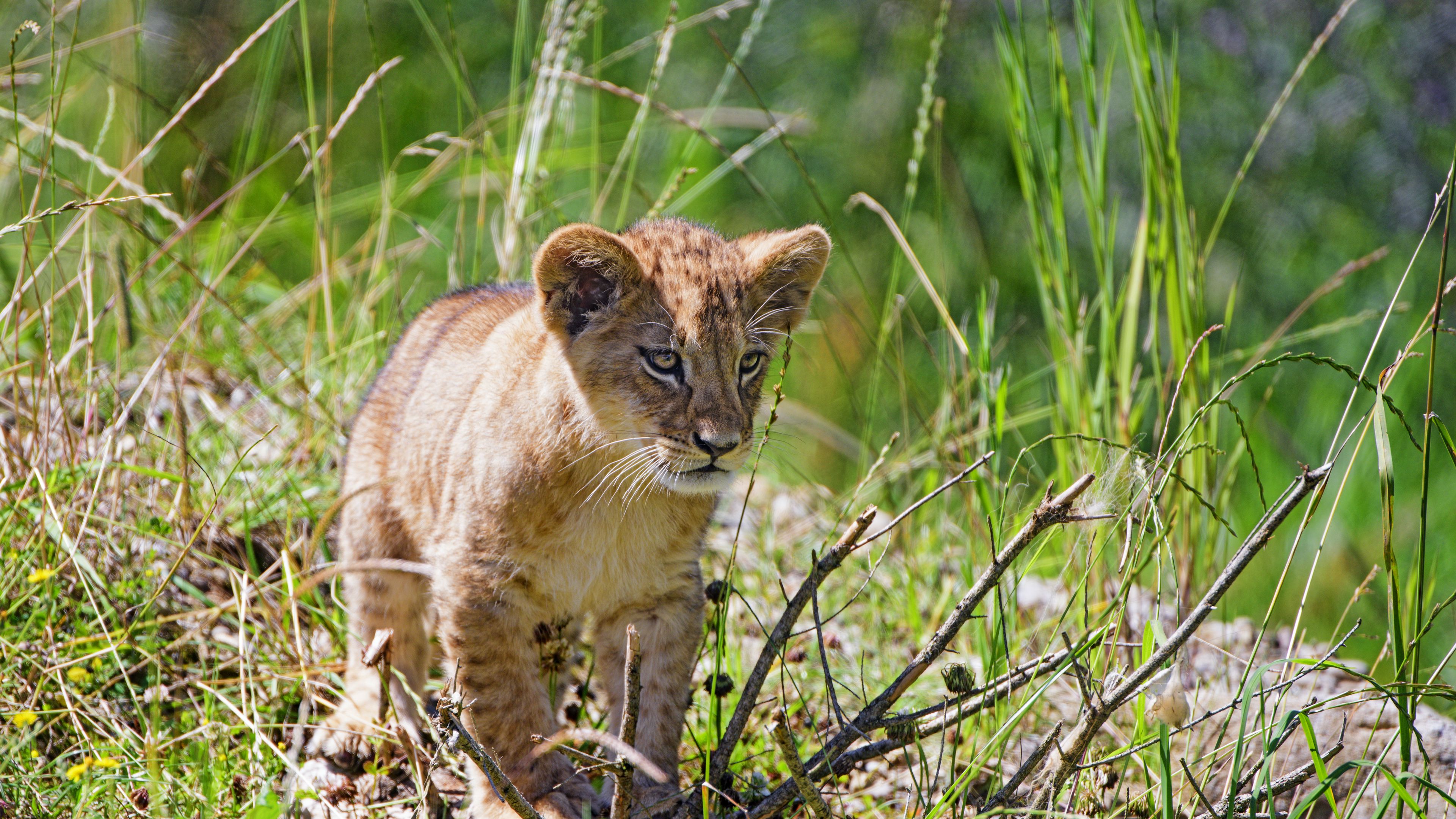 Lion cub glance 4k wallpaper | 4kw