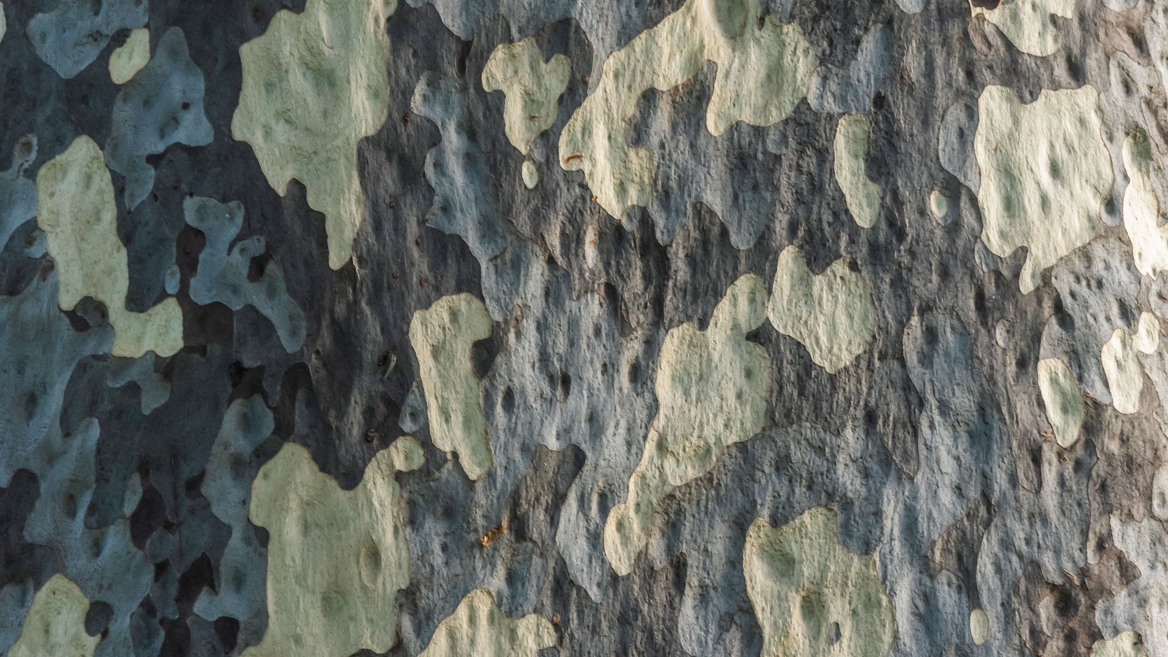 Bark tree wooden 4k wallpaper | 4kw