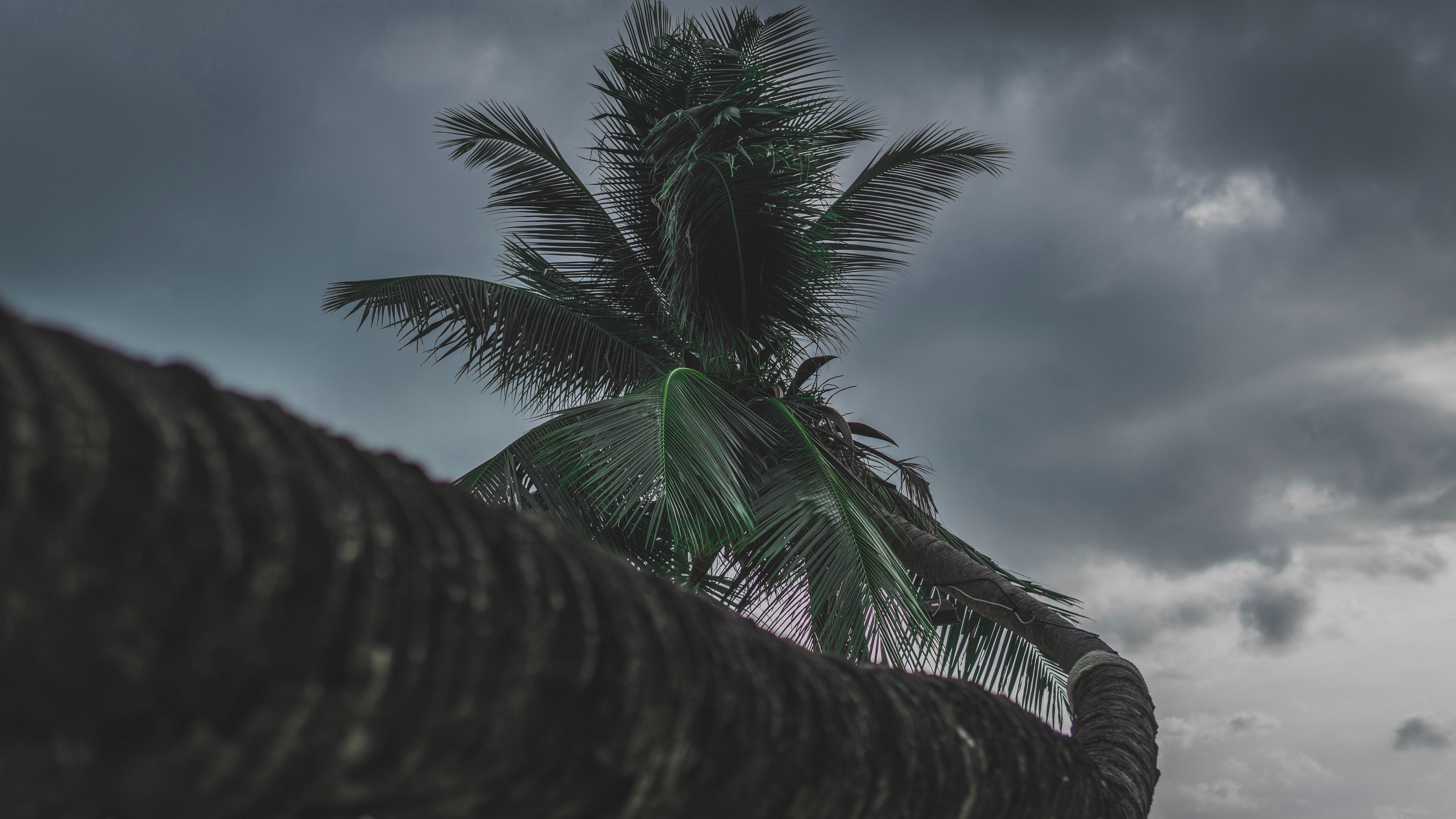 Palm tree tropical 4k wallpaper | 4kw