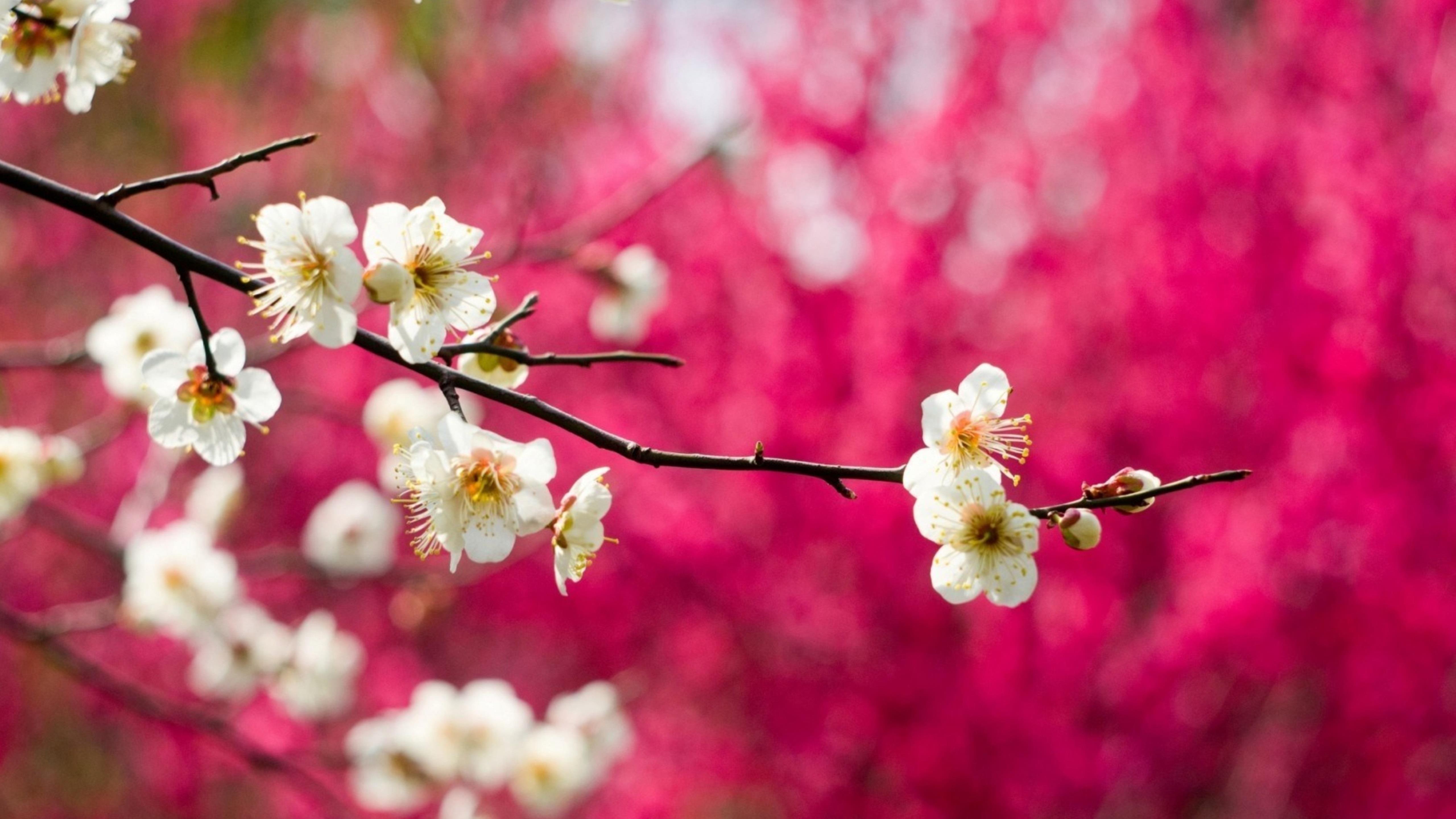 Blossom branch tree spring season 5k wallpaper | 4kw