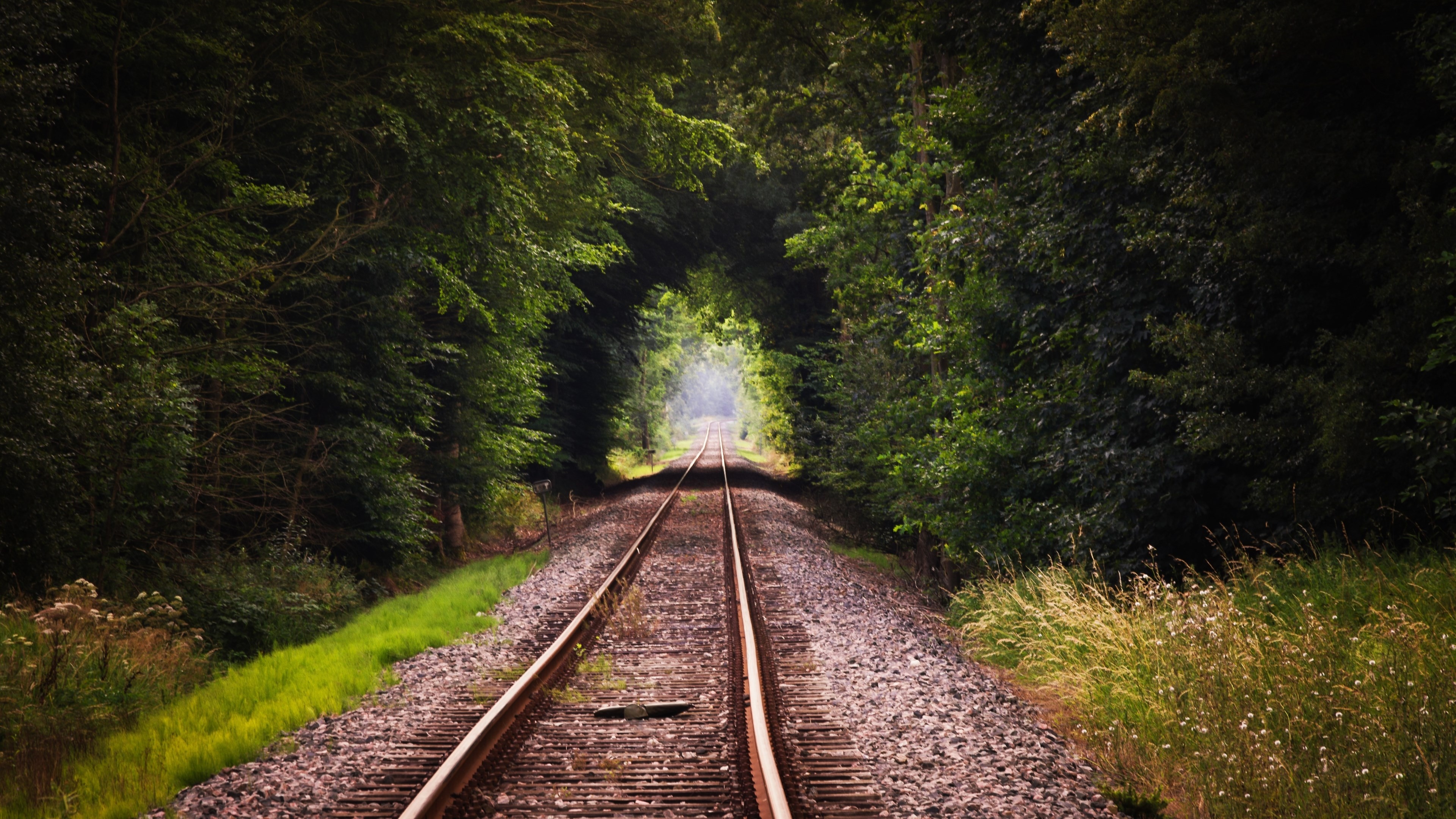 Railway Forest Tree Tunnel wallpaper | 4kw
